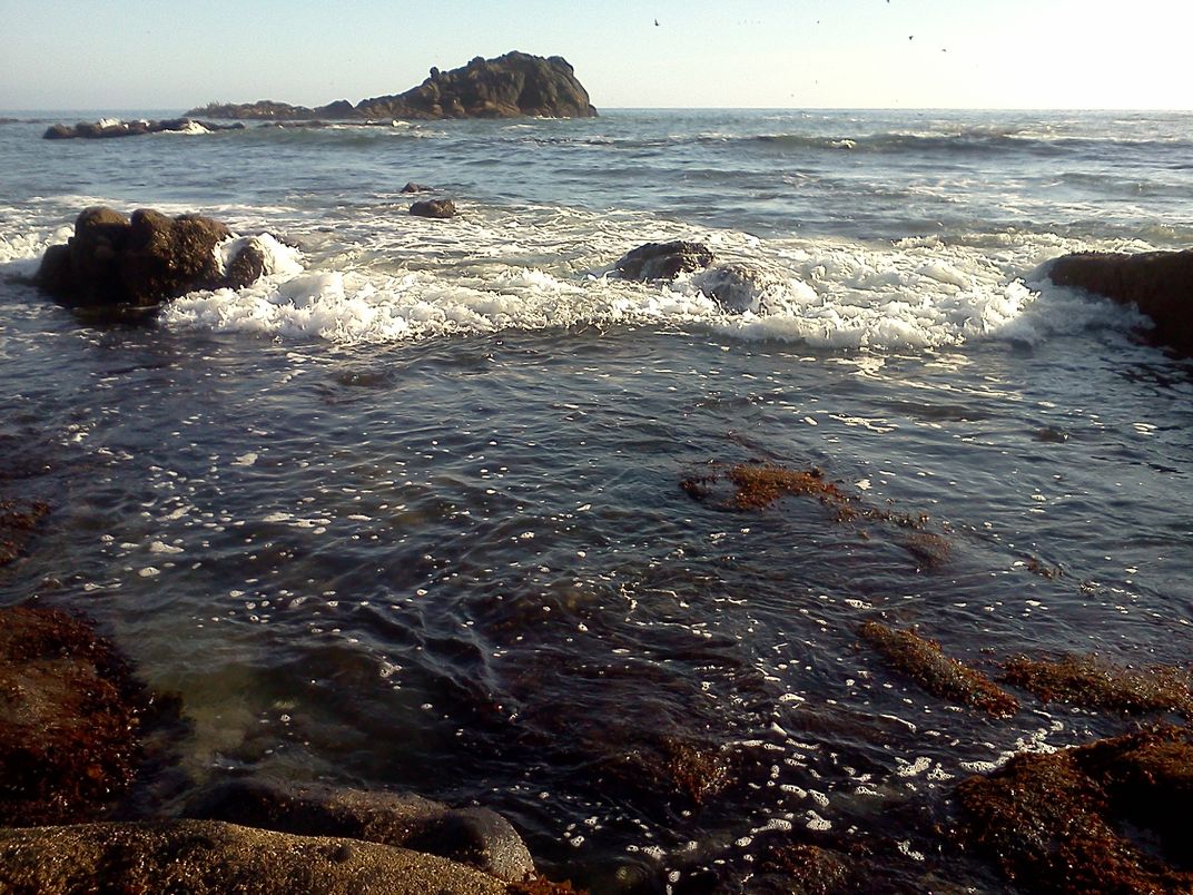 The tidal pools off Seal Beach in Newport, Oregon. | Smithsonian Photo ...