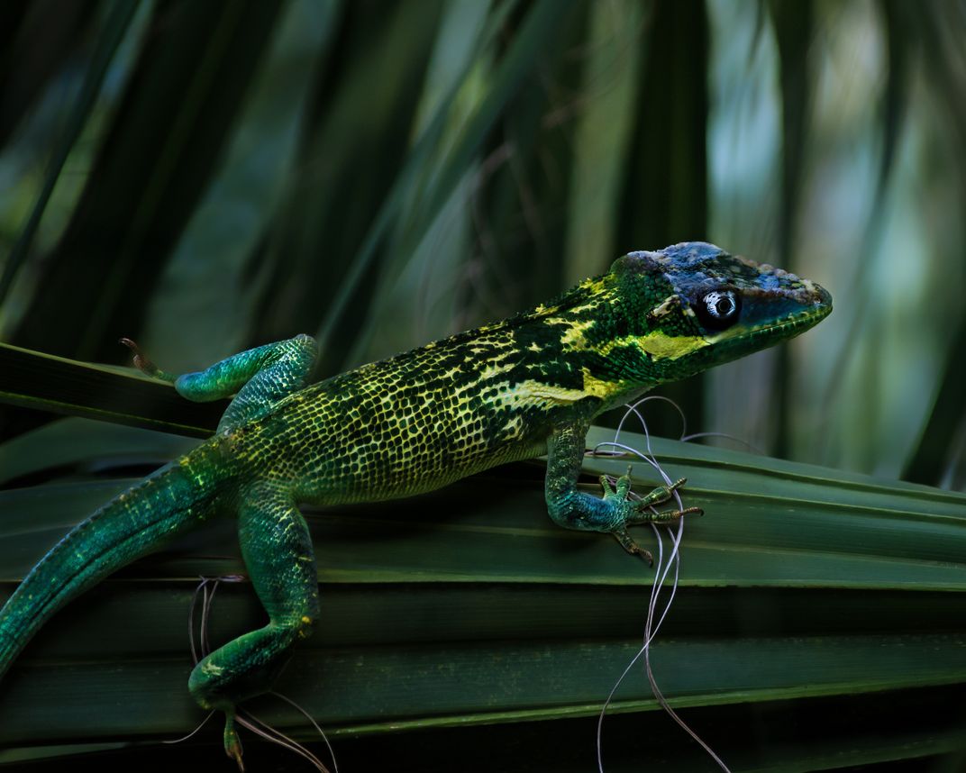 Lizard waiting for his food | Smithsonian Photo Contest | Smithsonian ...