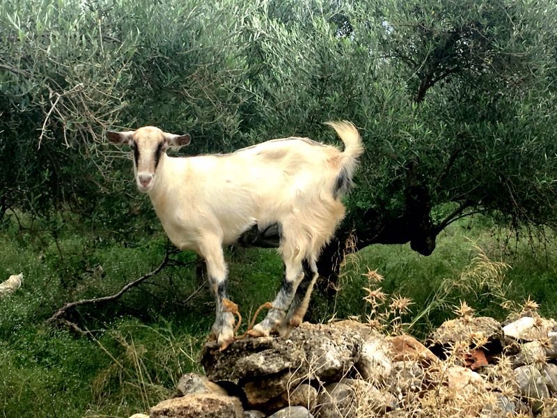 Goat dancing on wall in Greece | Smithsonian Photo Contest ...