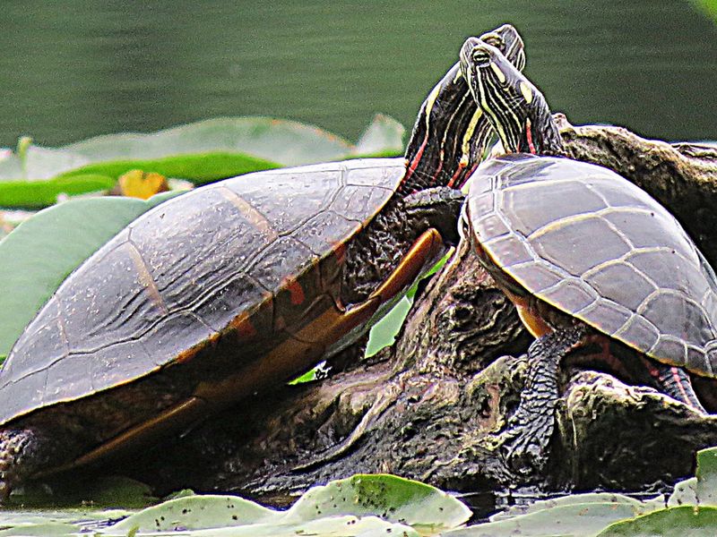 Turtles in love | Smithsonian Photo Contest | Smithsonian Magazine