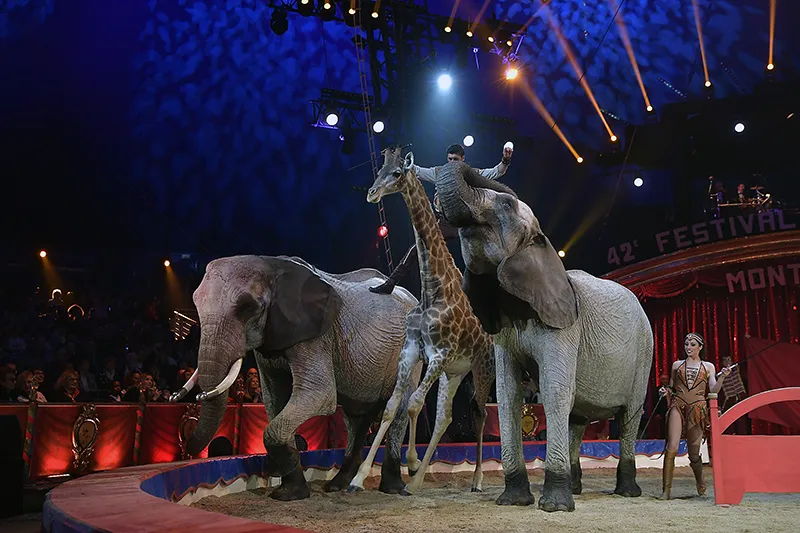 what animals are in the circus