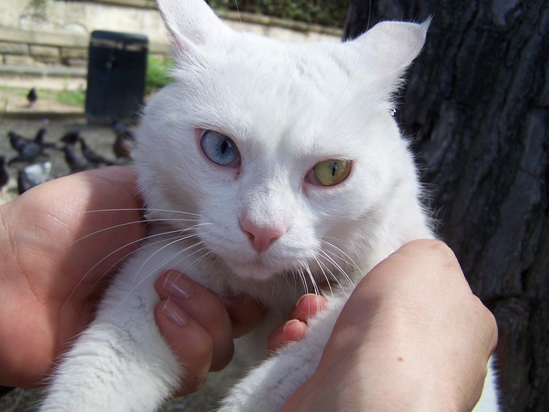 Cat Two Eyes Two Colors | Smithsonian Photo Contest | Smithsonian Magazine