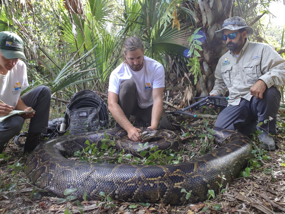 Terrified With Giant 18ft Long Python In Florida That Can Swallow A