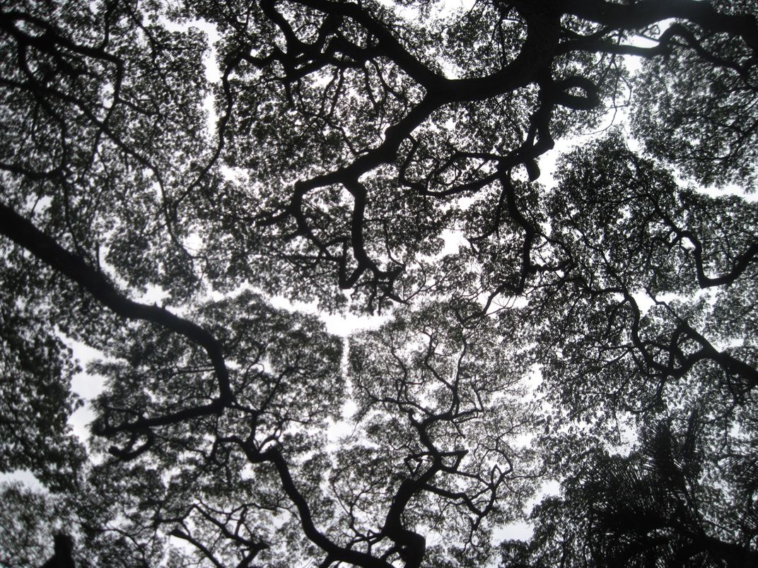 Trees flanking arboretum entrance in Oahu, Hawaii | Smithsonian Photo ...