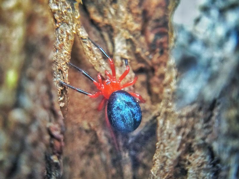 Galaxy Spider | Smithsonian Photo Contest | Smithsonian Magazine