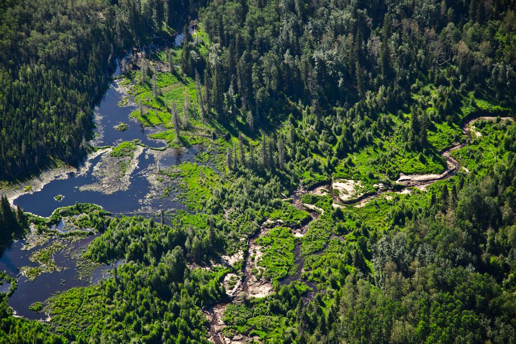Canada Is Now Home to the World’s Largest Stretch of Protected Boreal ...
