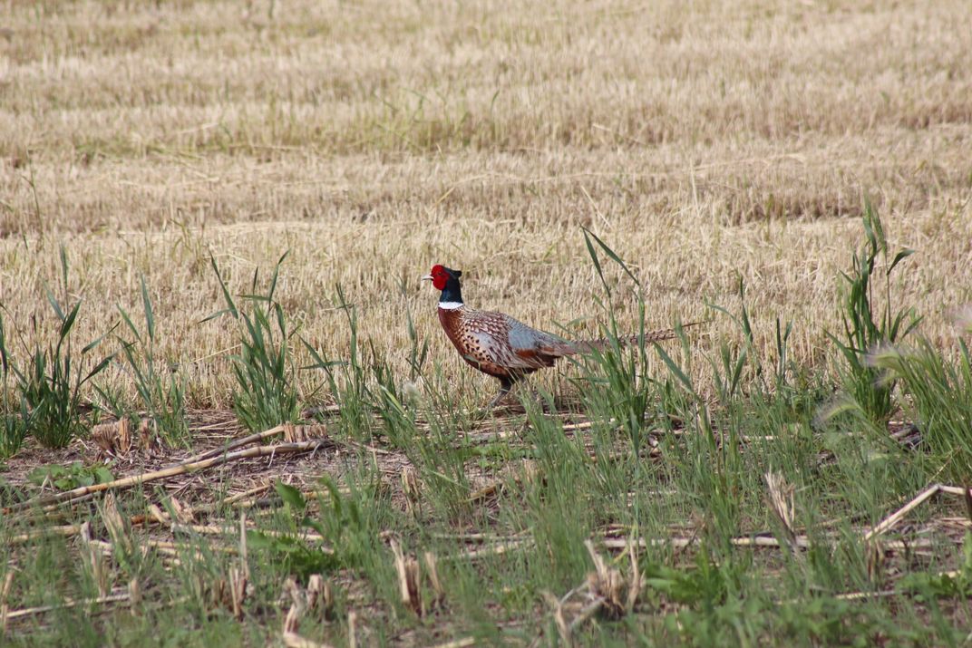 A curious pheasant captured in the pheasant capital of the United ...