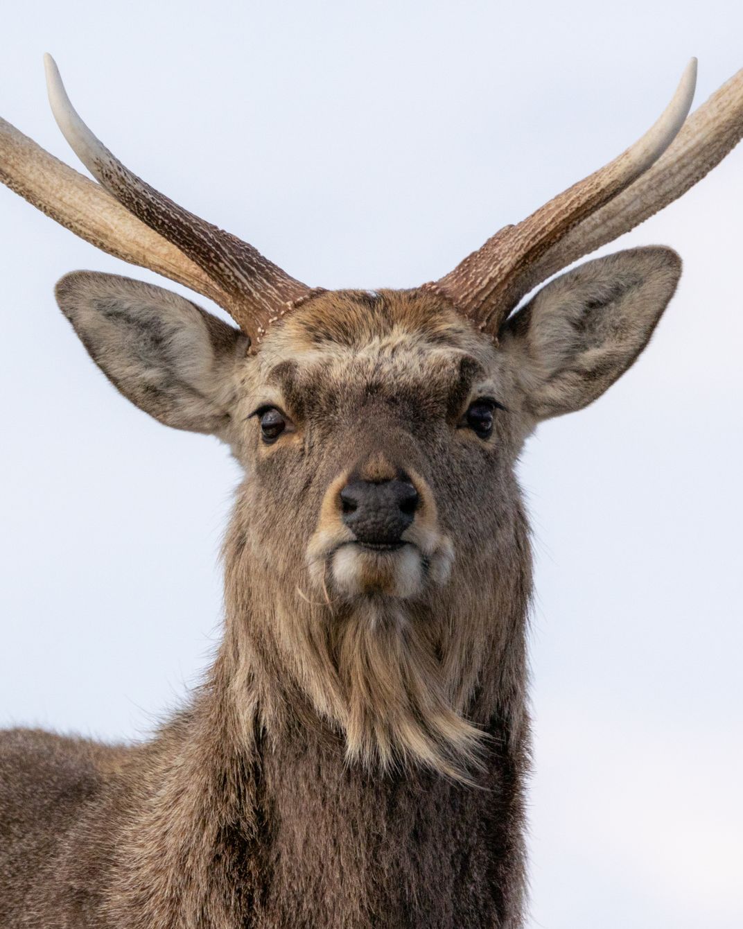 Sika Deer | Smithsonian Photo Contest | Smithsonian Magazine