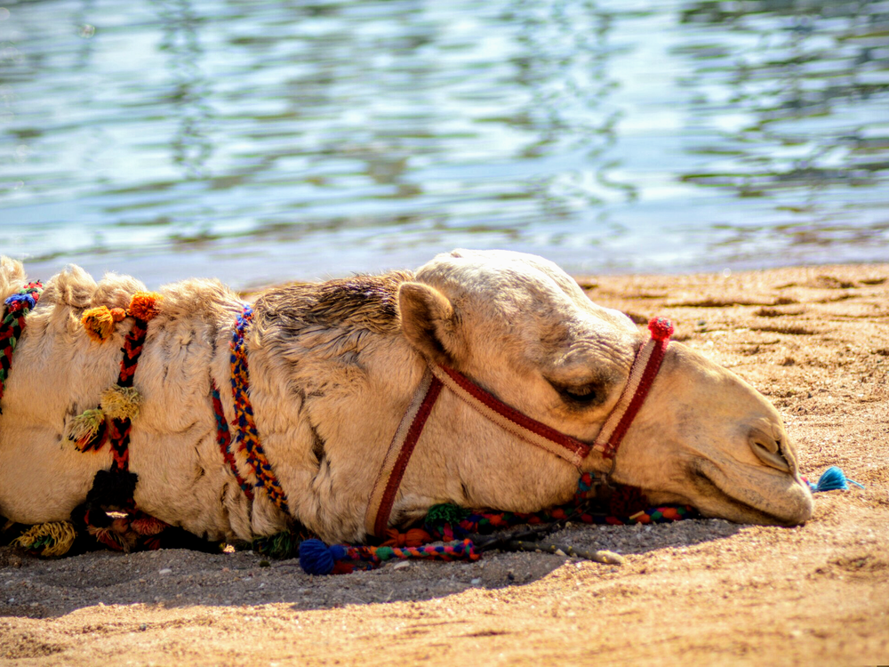 a Camel taking a nap | Smithsonian Photo Contest | Smithsonian Magazine