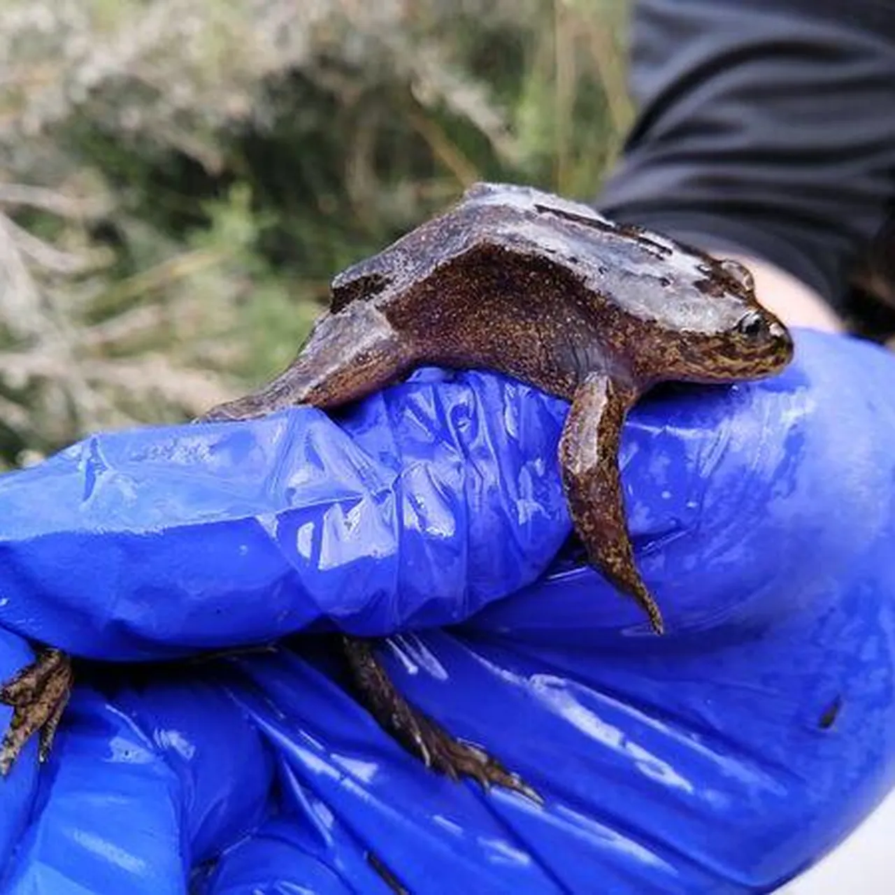 Gabriel The Toad