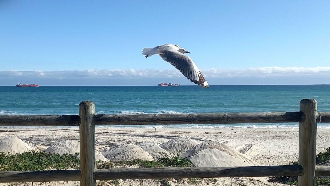 Seagull before landing | Smithsonian Photo Contest | Smithsonian Magazine