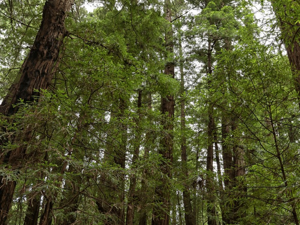 Coastal Redwoods | Smithsonian Photo Contest | Smithsonian Magazine