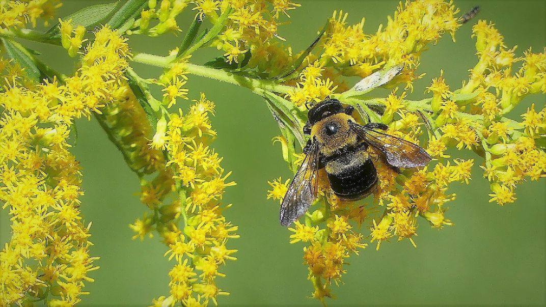 Bumble Bee | Smithsonian Photo Contest | Smithsonian Magazine