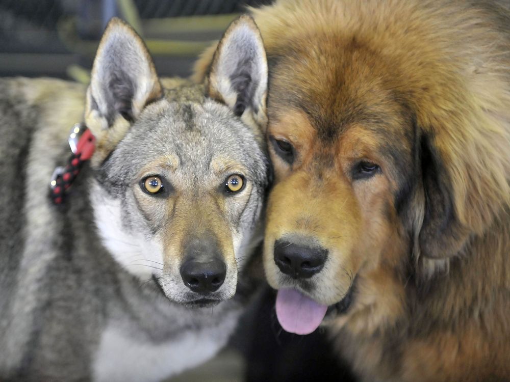 Wolfdog Saarloos Wolfdog Puppies For Sale In New Addington