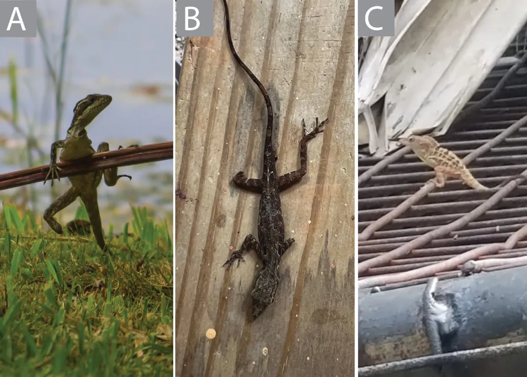 These 'Pirate Lizards' Thrive With Three Legs