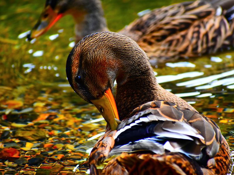 Duck soaking in some sunrays | Smithsonian Photo Contest | Smithsonian ...