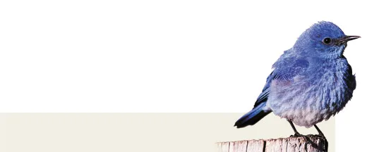 celeste colored birds