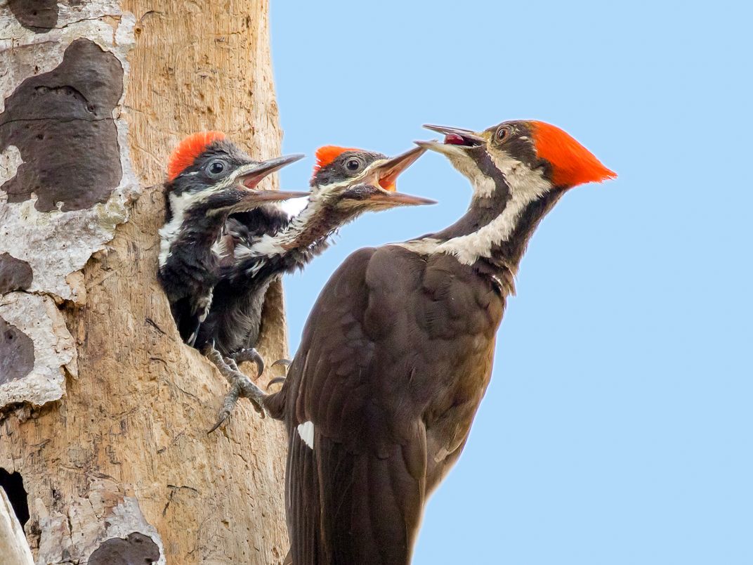 Woodpecker and Chicks | Smithsonian Photo Contest | Smithsonian Magazine