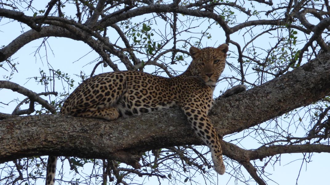 a gorgeous one-eyed leopard on the Serengeti | Smithsonian Photo ...