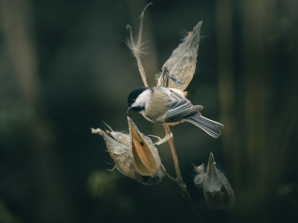 Pod Raider | Smithsonian Photo Contest | Smithsonian Magazine