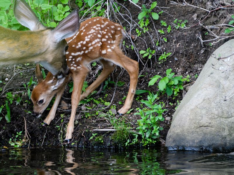 Deer grooming her fawn. | Smithsonian Photo Contest | Smithsonian Magazine