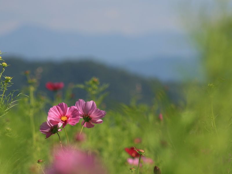 Wildflowers bloom through September in the Great Smoky Mountains, on ...