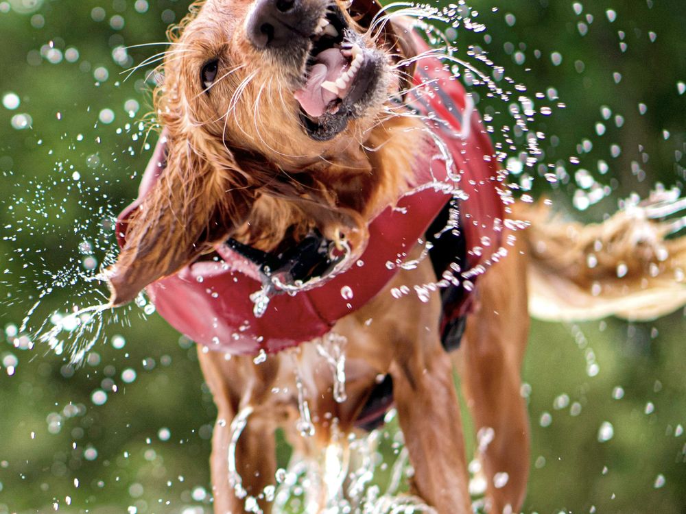 Shaking off after swimming in the lake | Smithsonian Photo Contest ...