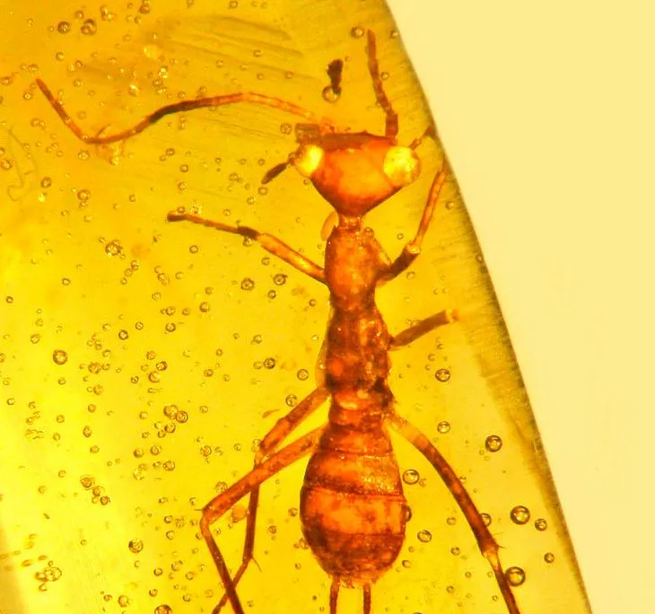 first wingless insects