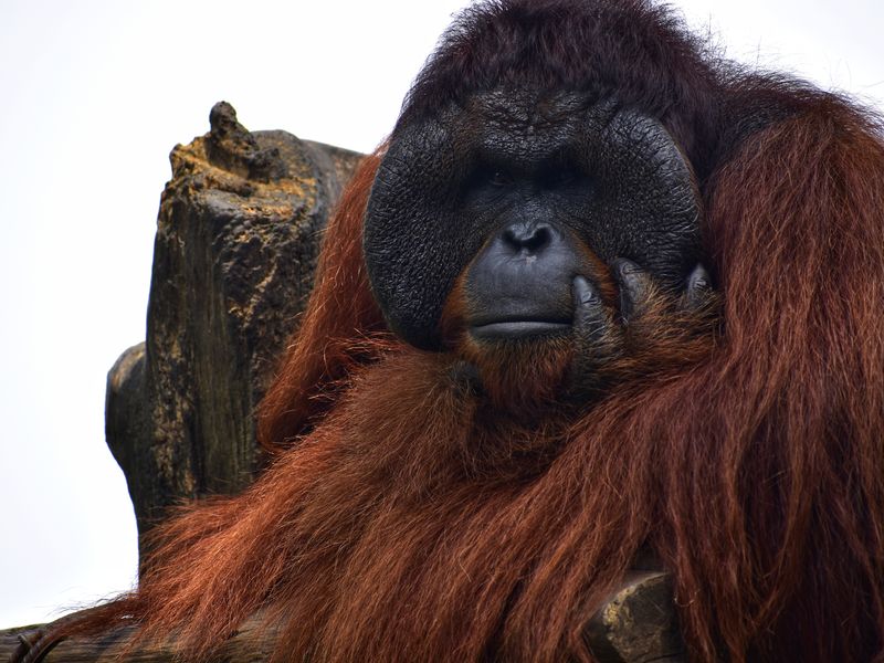 Thinking orangutan | Smithsonian Photo Contest | Smithsonian Magazine