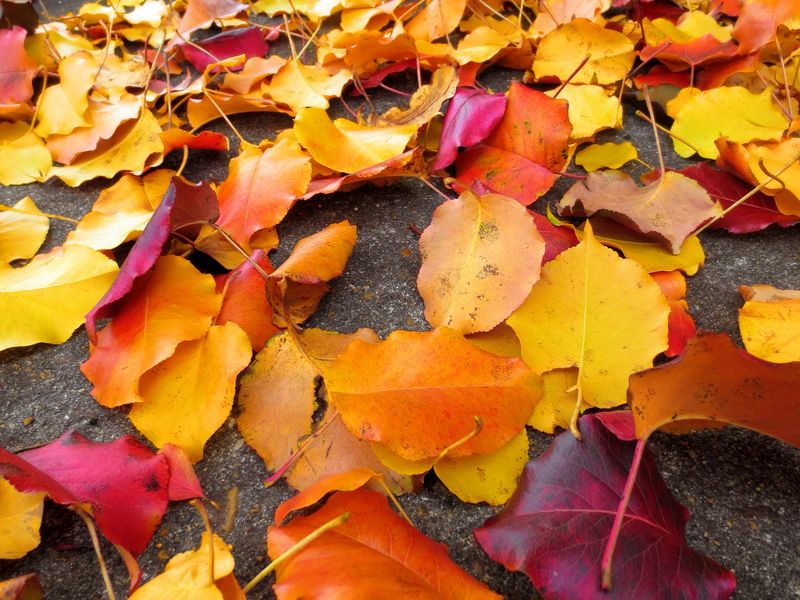 Collection of Leaves | Smithsonian Photo Contest | Smithsonian Magazine