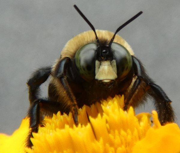 Latest angry Photos | Smithsonian Photo Contest | Smithsonian Magazine