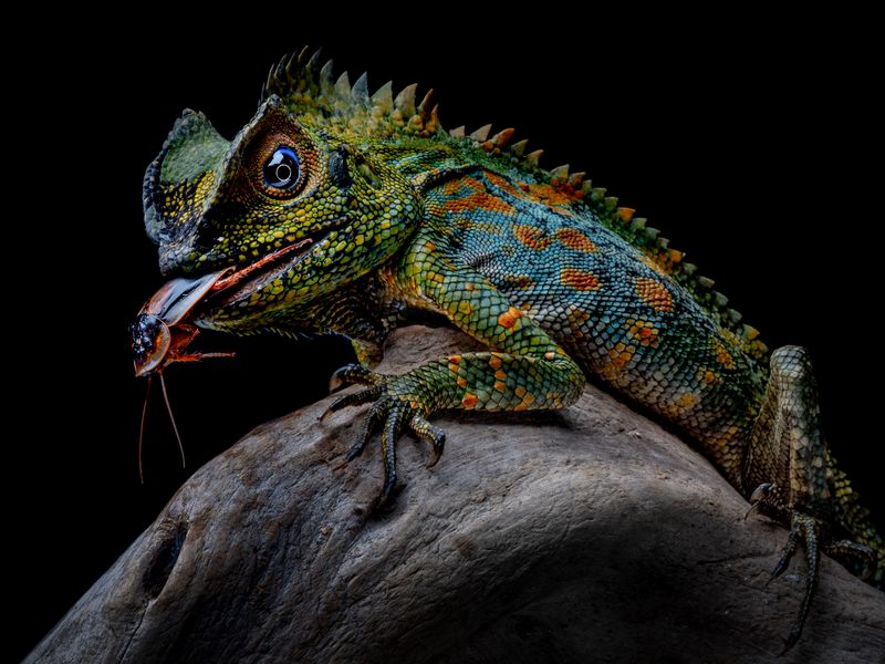 Dragon Forest Lizard 1 | Smithsonian Photo Contest | Smithsonian Magazine