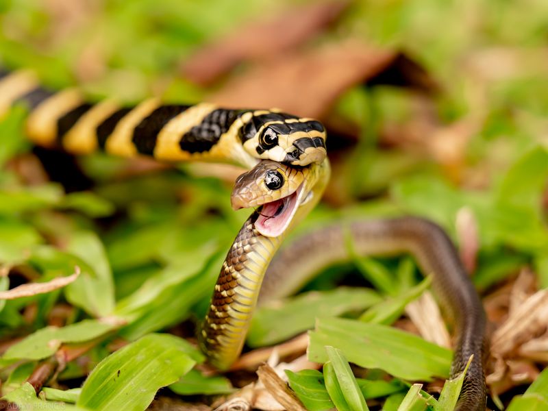 A juvenile King Cobra eats a juvenile Indo Chinese Rat Snake ...