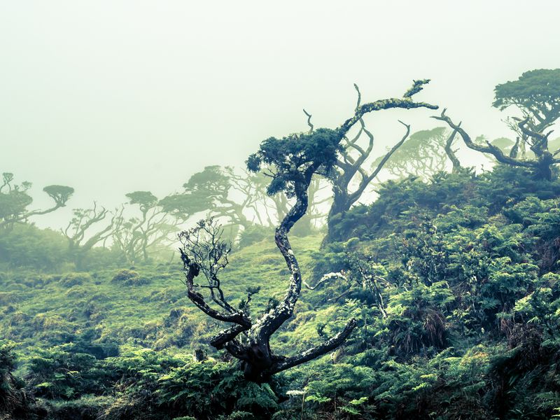 Frozen Jungle | Smithsonian Photo Contest | Smithsonian Magazine