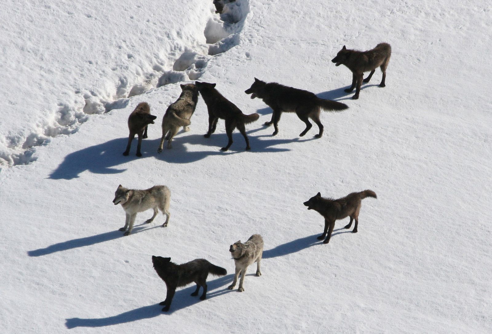 'Rising Star' of a Prominent Yellowstone Wolf Pack Was Illegally Killed ...