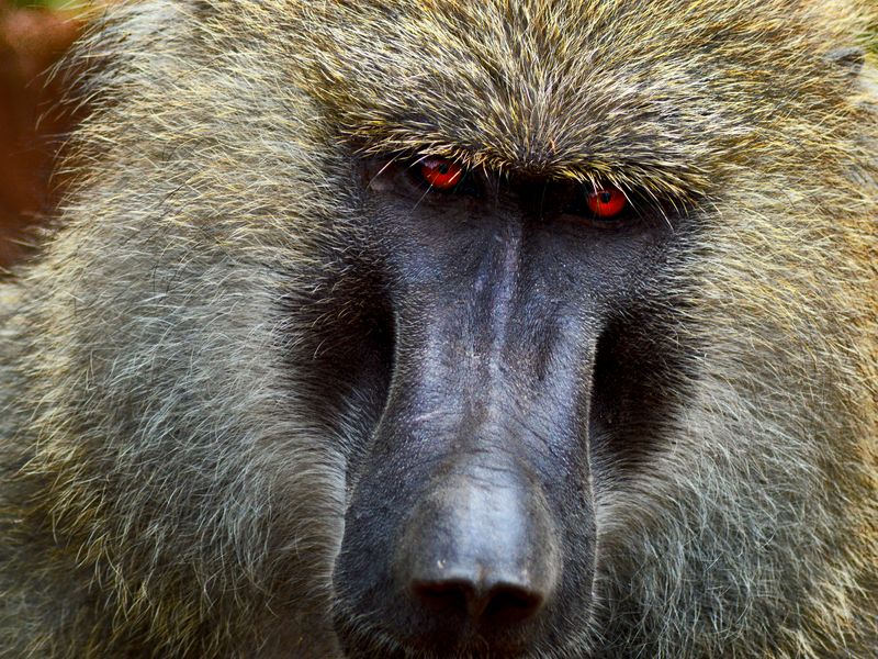 Ominous Eyes | Smithsonian Photo Contest | Smithsonian Magazine