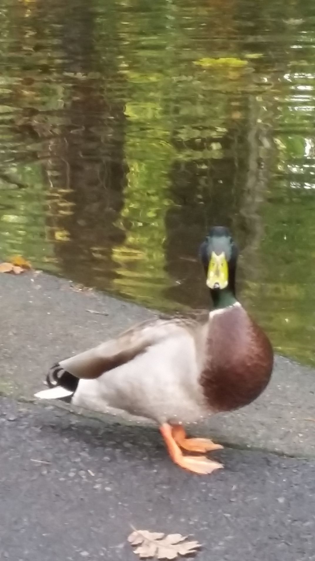 Just ducky at the fish pond | Smithsonian Photo Contest | Smithsonian ...