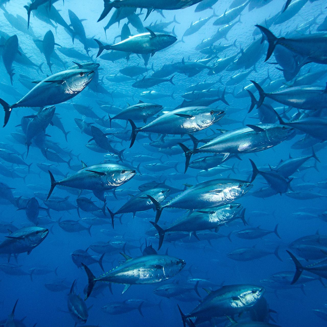Blue Fish Atlantic Ocean