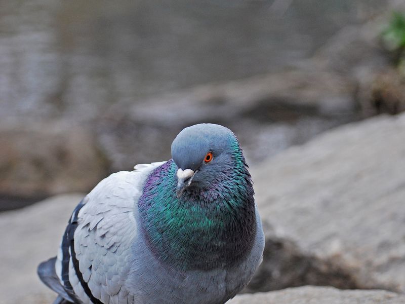 Pigeon Resting | Smithsonian Photo Contest | Smithsonian Magazine