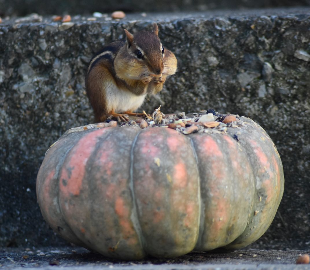 Chipmunk sitting on a pumpkin | Smithsonian Photo Contest | Smithsonian ...