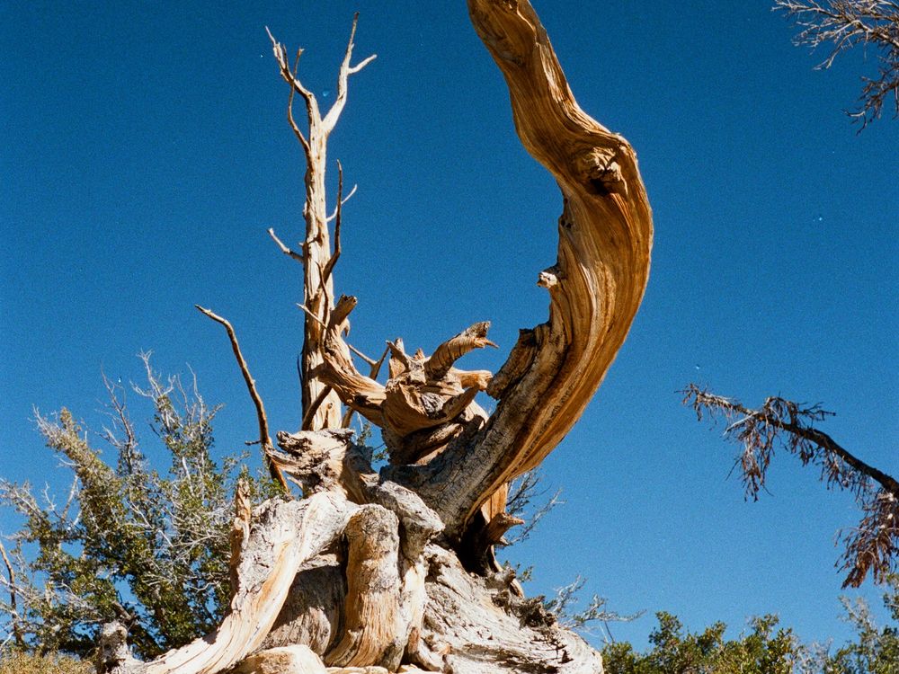 Very Old Trees (Ancient bristlecone pine forest) | Smithsonian Photo ...