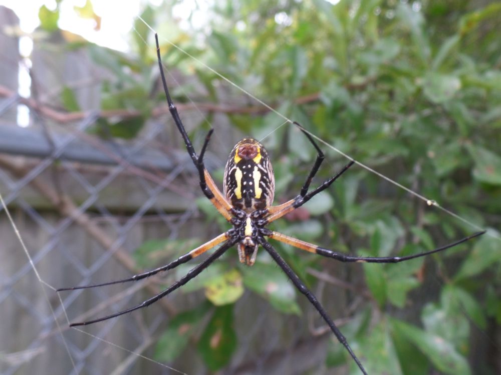 Spider Silk Extrusion | Smithsonian Photo Contest | Smithsonian Magazine