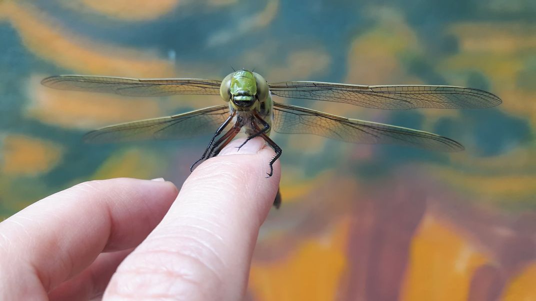 Green and friendly dragonfly | Smithsonian Photo Contest | Smithsonian ...