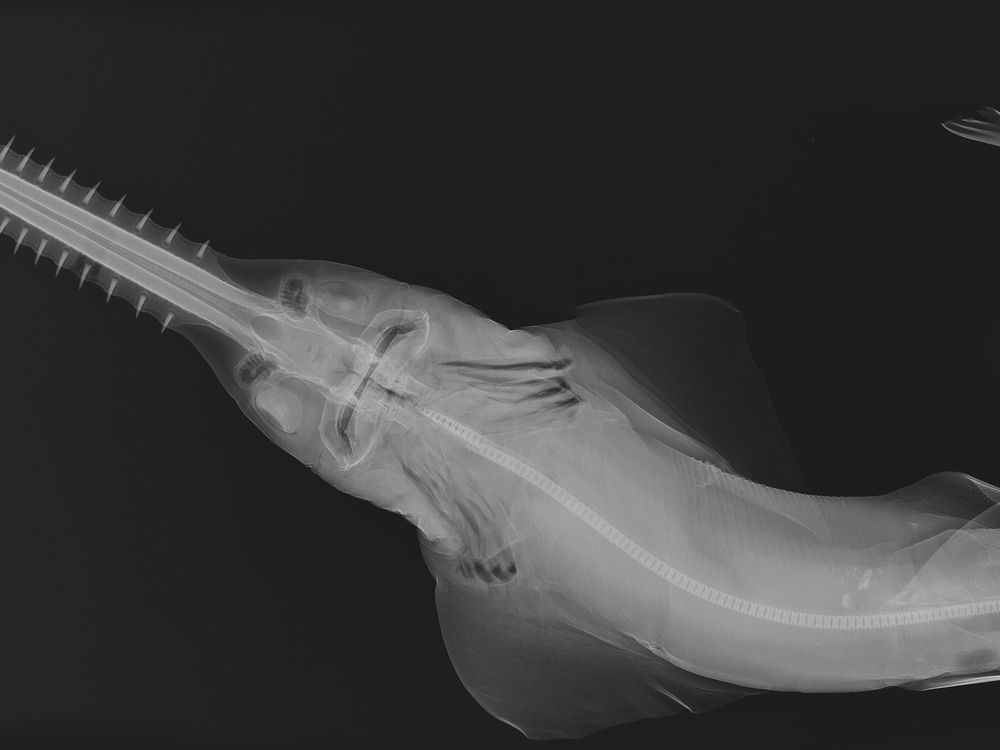 x ray shark