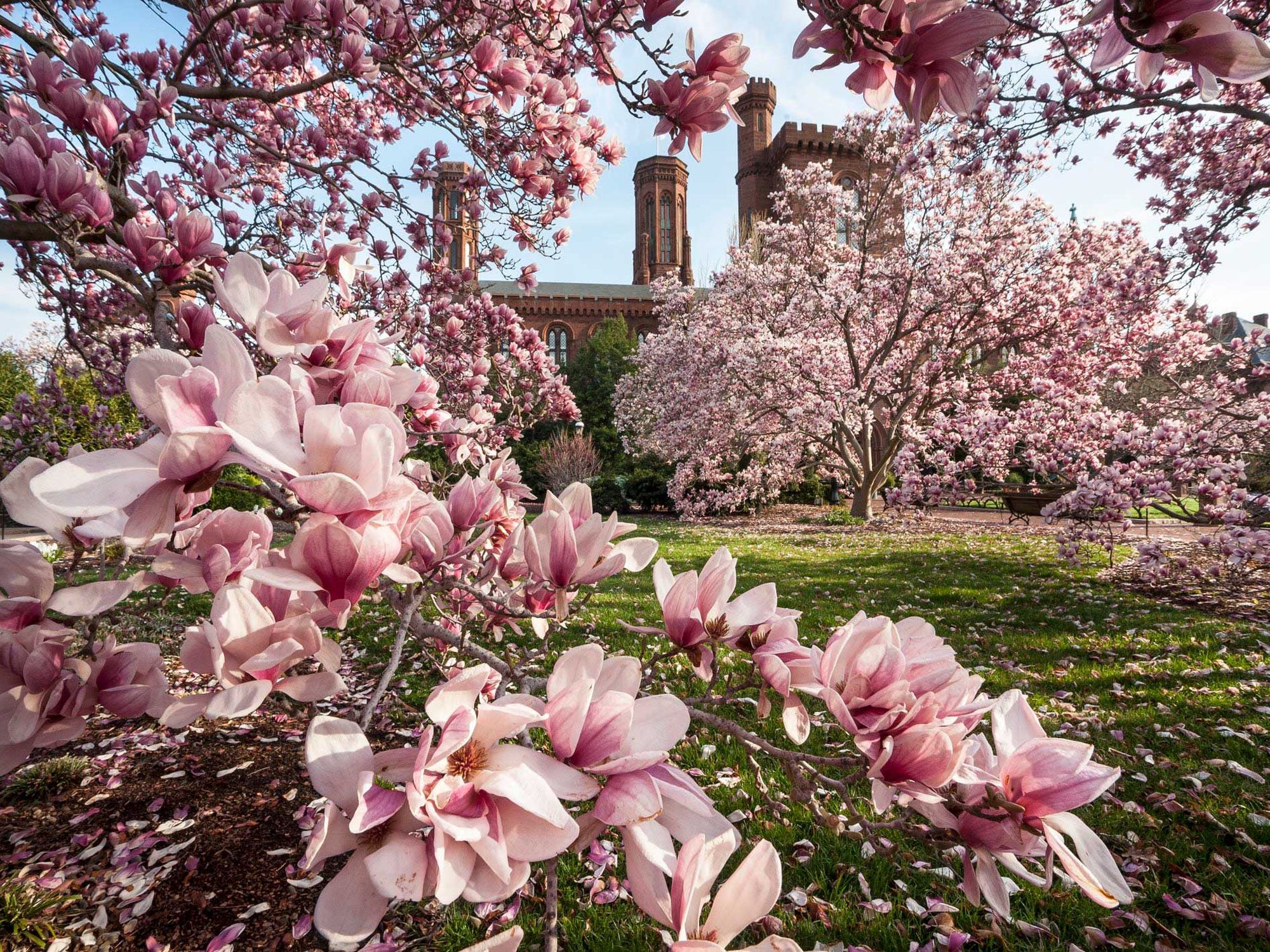 Enjoy Cherry Blossoms and More Natural History Programs this March ...