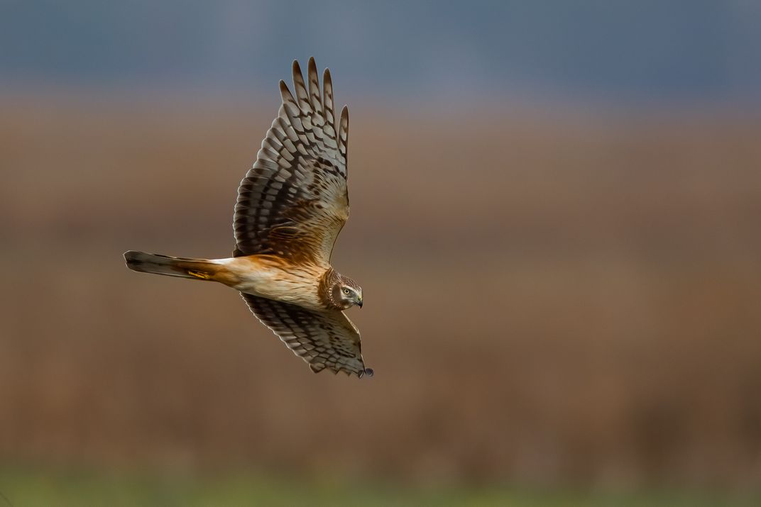 Northern Harrier on the Hunt | Smithsonian Photo Contest | Smithsonian ...
