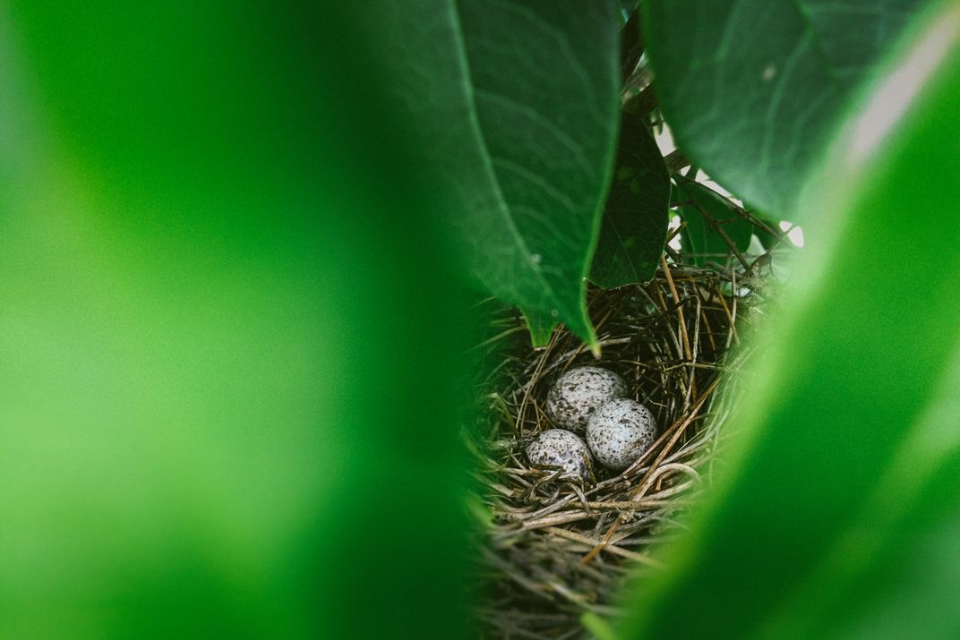Cardinal Eggs Smithsonian Photo Contest Smithsonian Magazine
