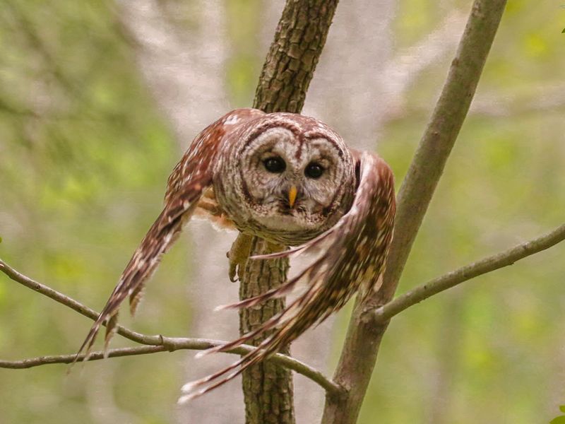 Barred Owl Flying Over My Head | Smithsonian Photo Contest ...
