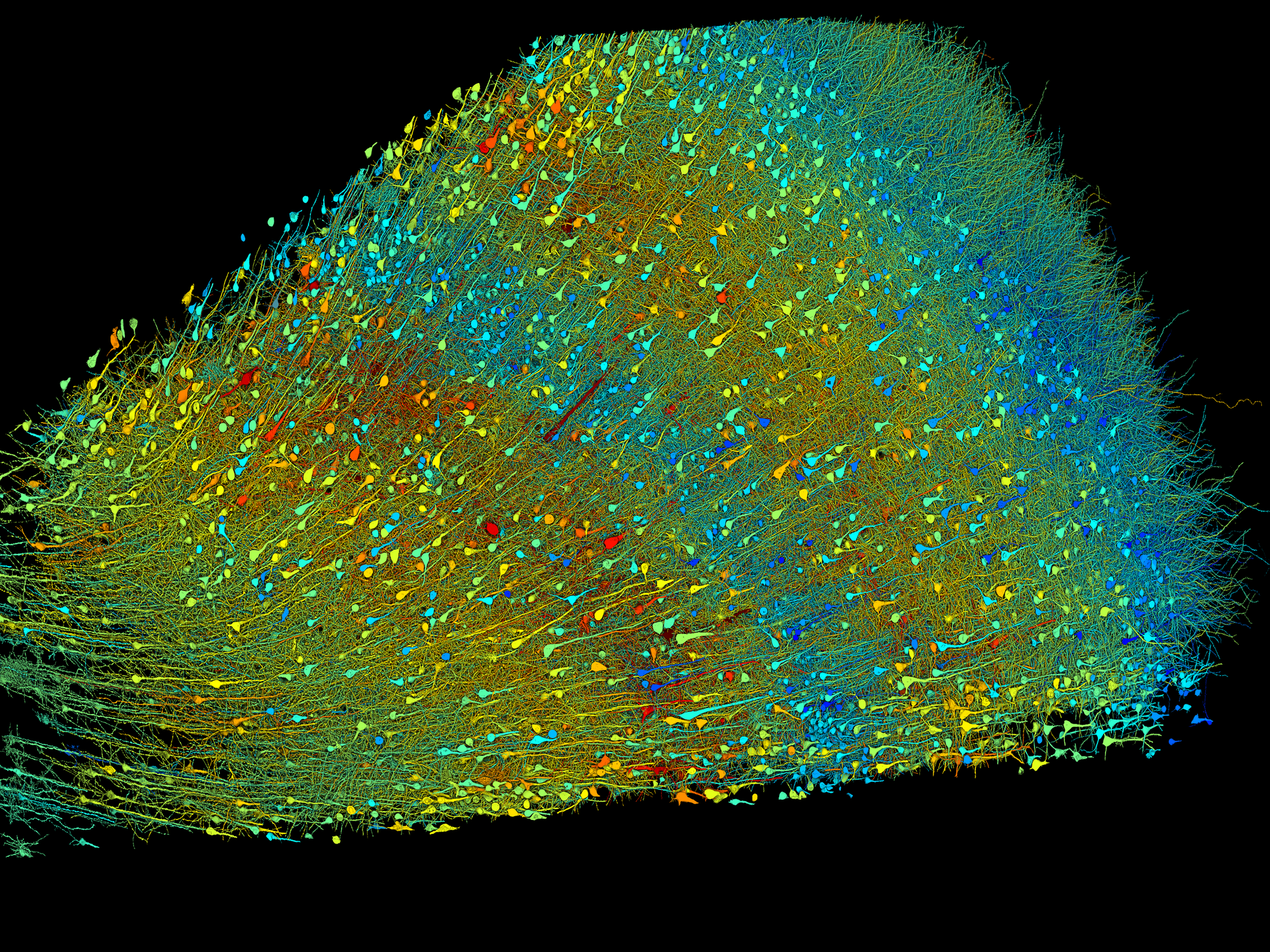 Scientists Imaged and Mapped a Tiny Piece of Human Brain. Here's What ...