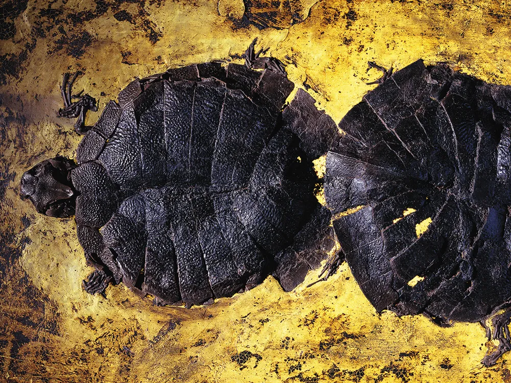 The Evolutionary Secrets Within the Messel Pit